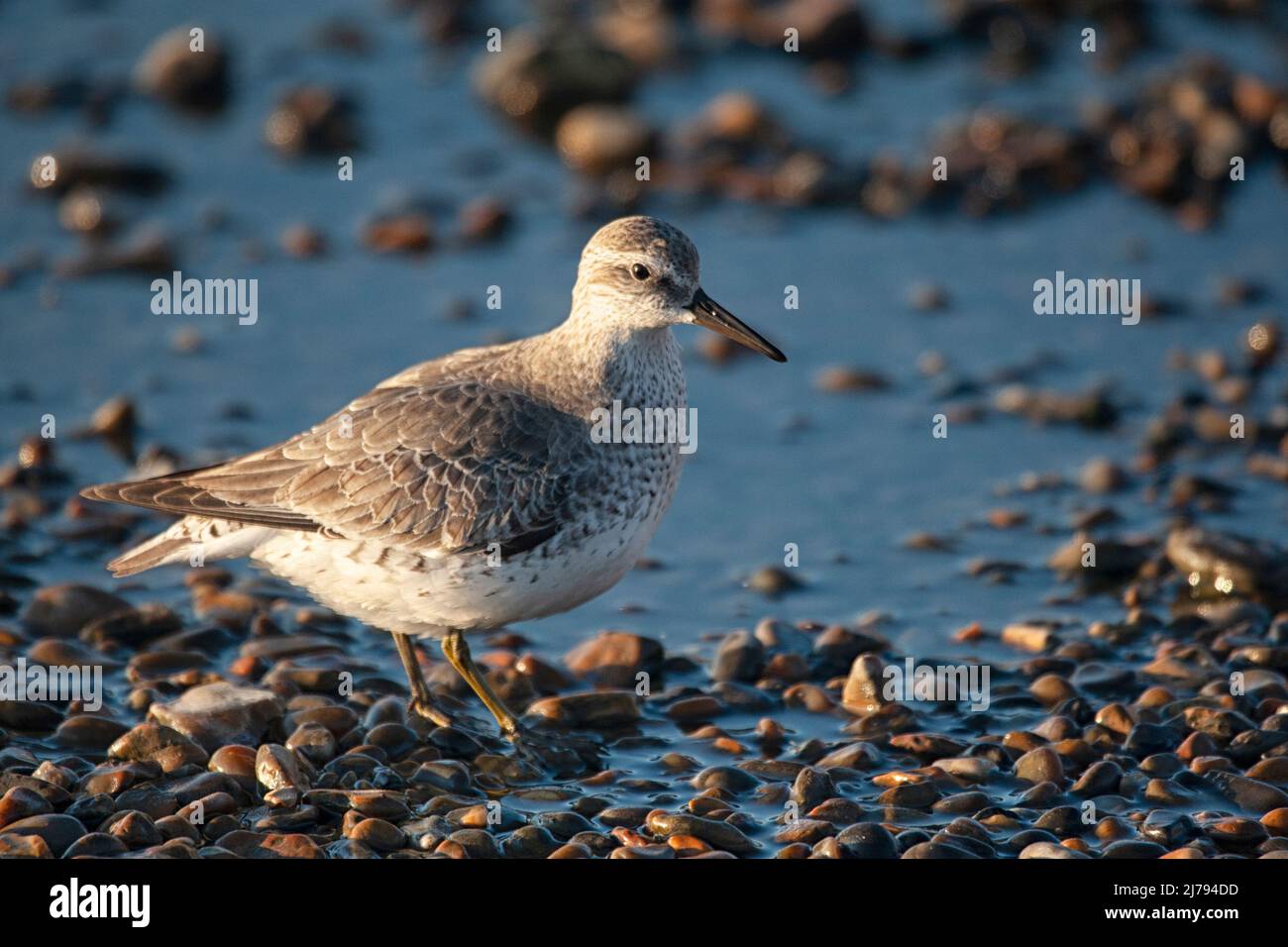 Red Knot, winter migration, waders probing for food along the Norfolk ...