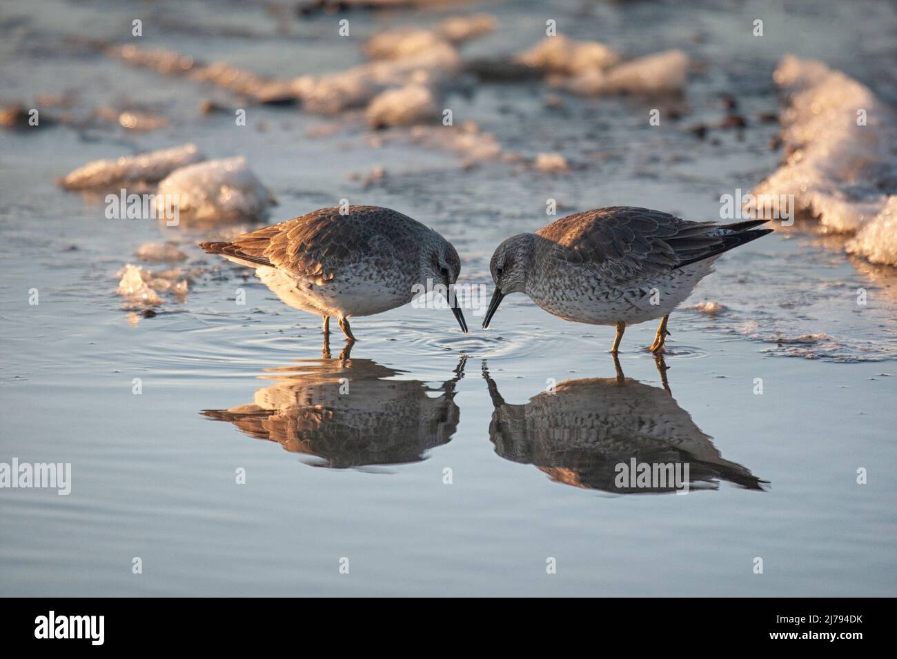 Red Knot, winter migration, waders probing for food along the Norfolk ...