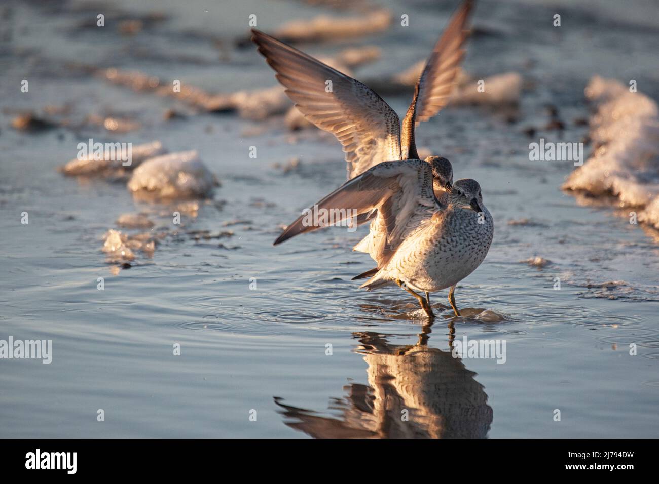 Red Knot, winter migration, waders probing for food along the Norfolk ...