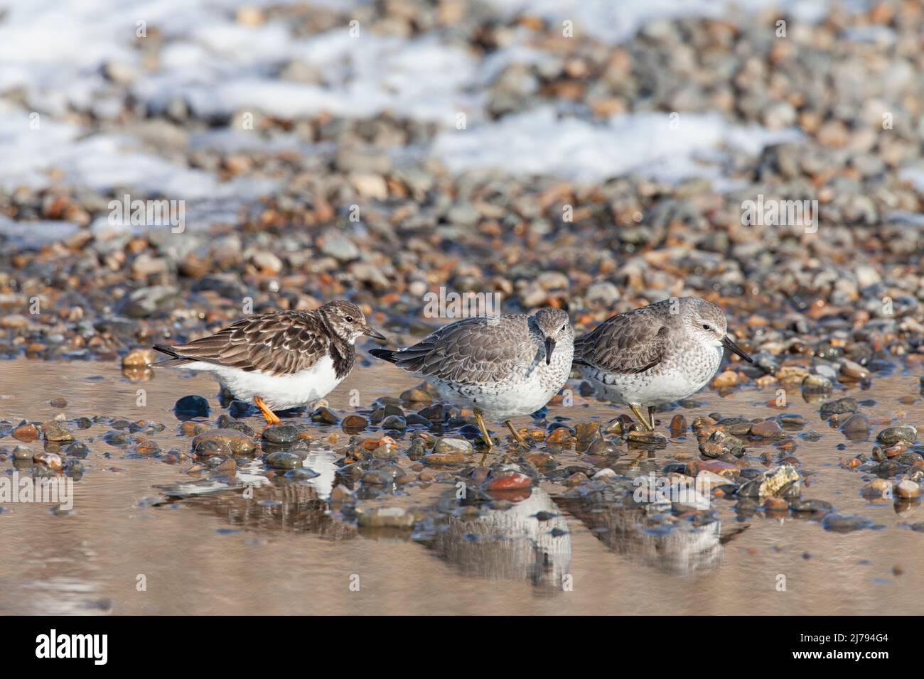 Red Knot, winter migration, waders probing for food along the Norfolk ...