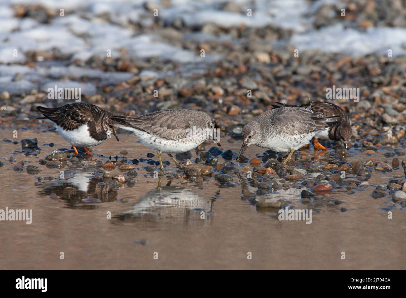 Group of standing red knot in winter plumage hi-res stock photography ...