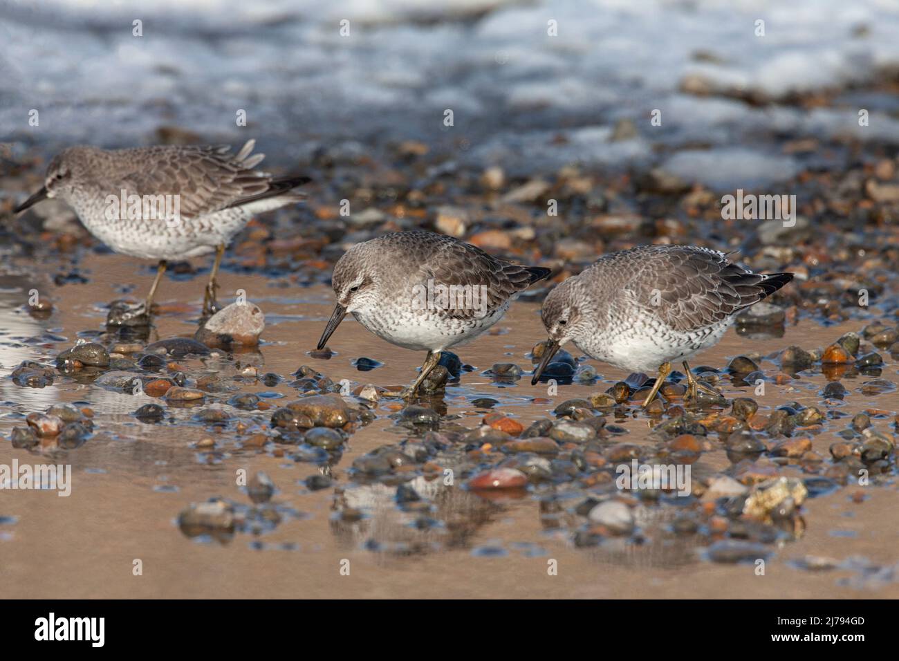 Red Knot, winter migration, waders probing for food along the Norfolk ...