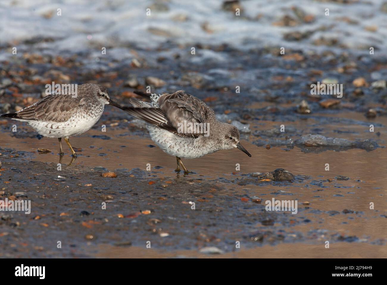 Red Knot, winter migration, waders probing for food along the Norfolk ...