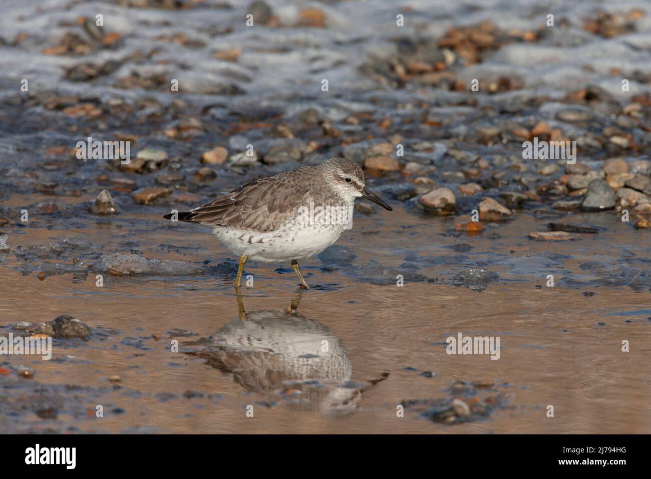 Group of standing red knot in winter plumage hi-res stock photography ...