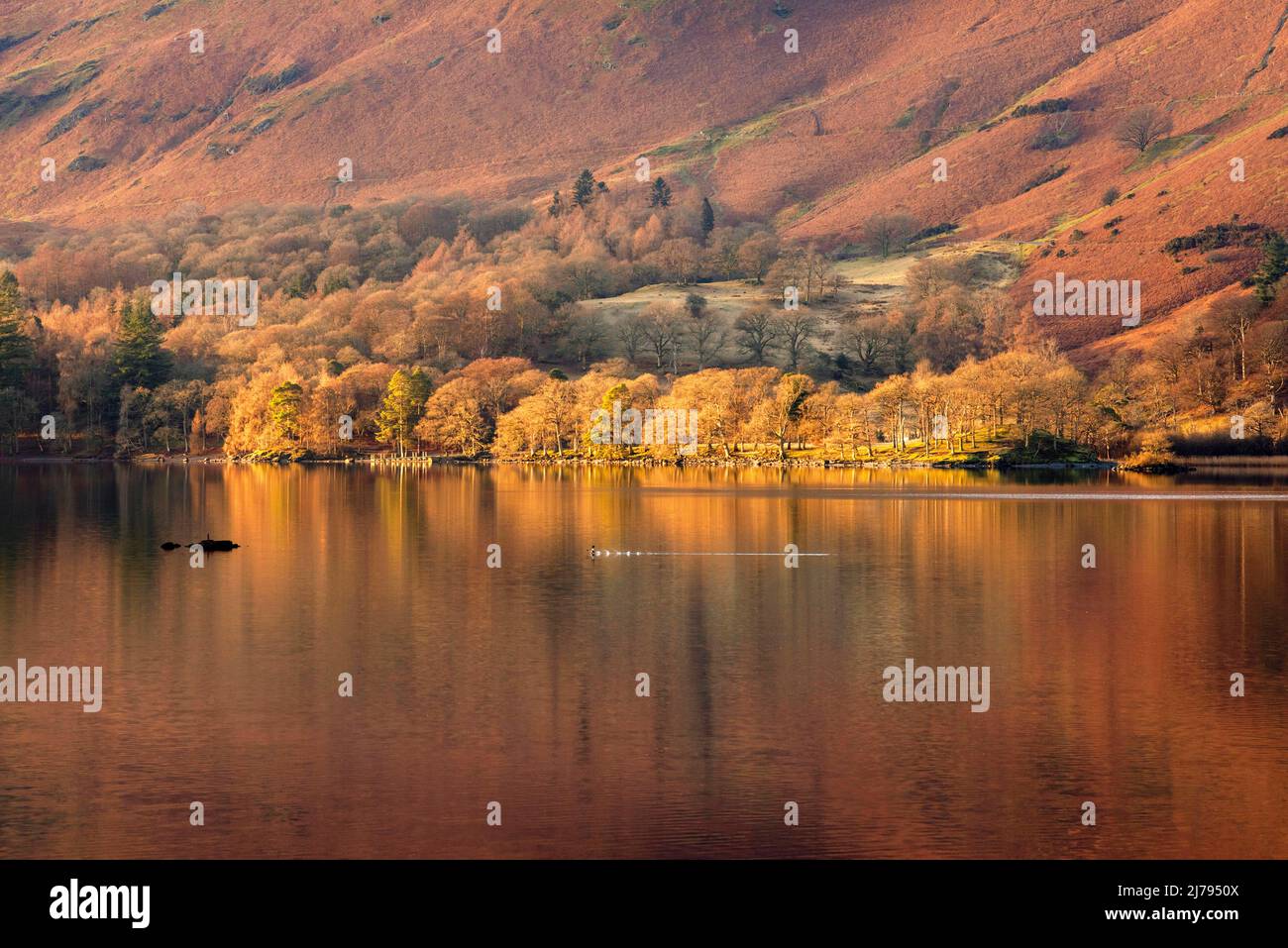 Sunrise at Derwentwater in the Lake District, Keswick Cumbria England ...