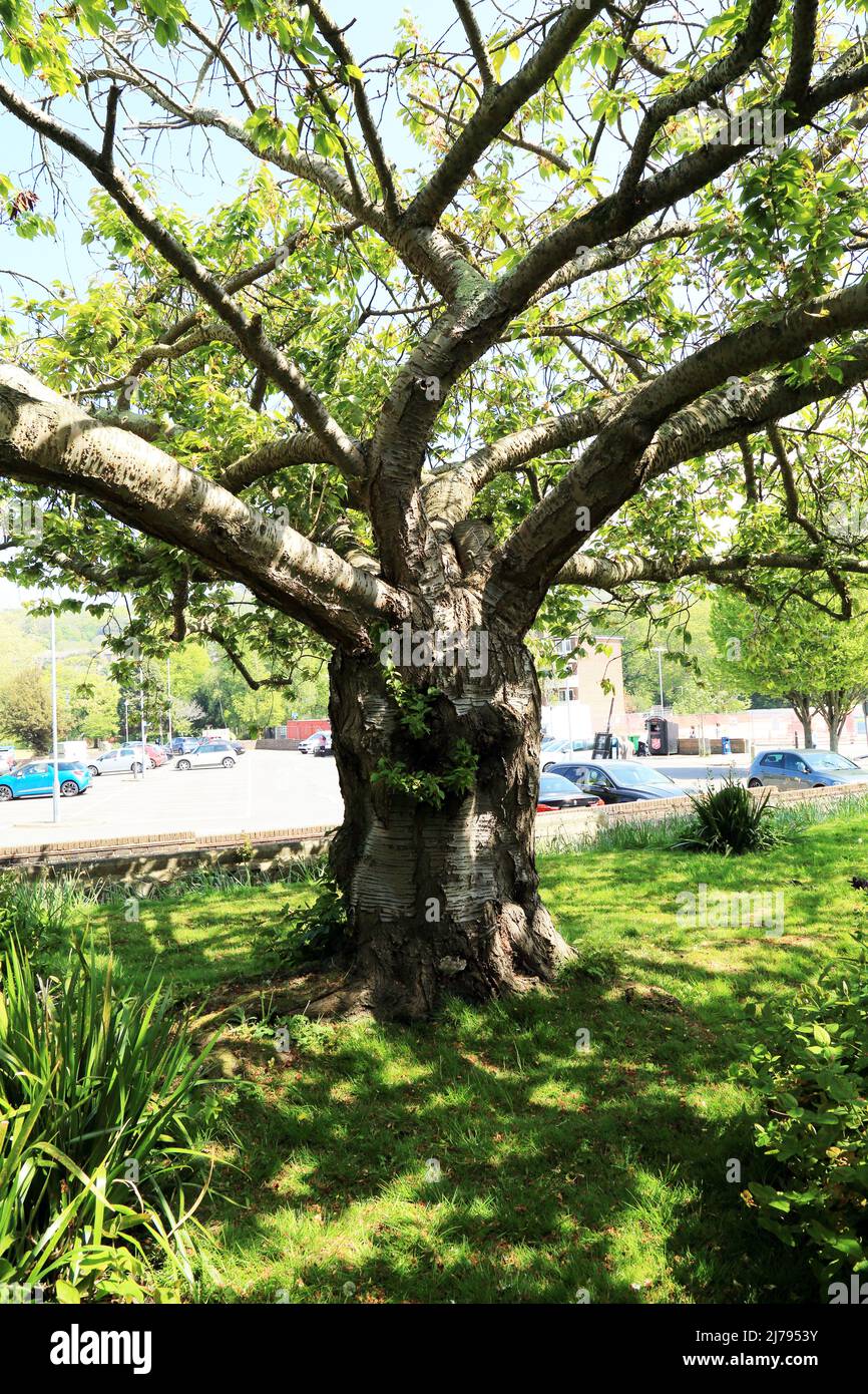 Old cherry tree in the churchyard of St Marys church, Cannon Street ...