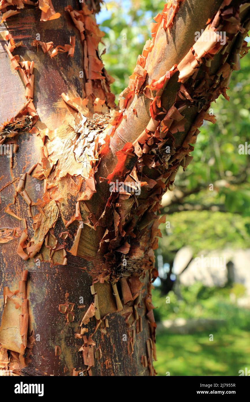 Peeling bark on tree in the churchyard of St Marys church, Cannon ...