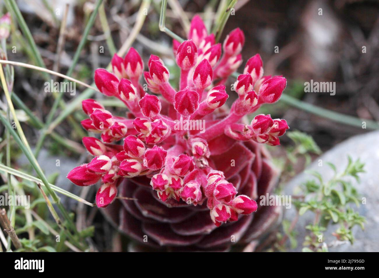 Turkey. Red endemic flower growing in the Taurus Mountains Stock Photo ...