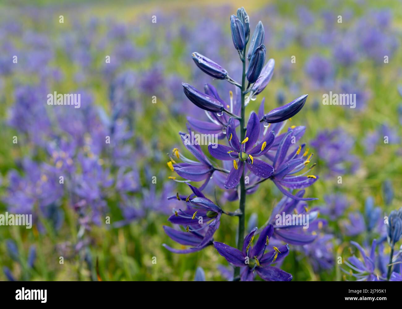 Common camas (Camassia quamash) flowers blooming in a Garry oak meadow ...