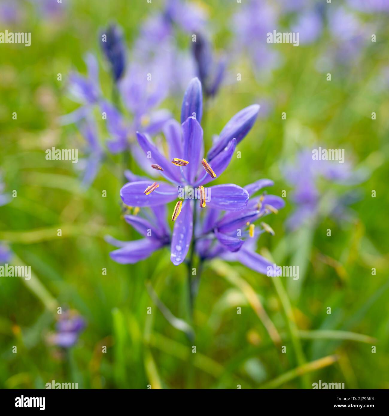 Canada common hi-res stock photography and images - Alamy