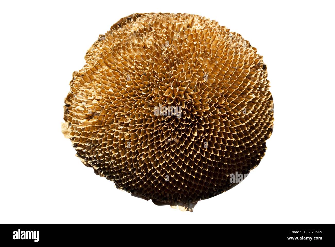 Close up of dried sunflower Stock Photo - Alamy