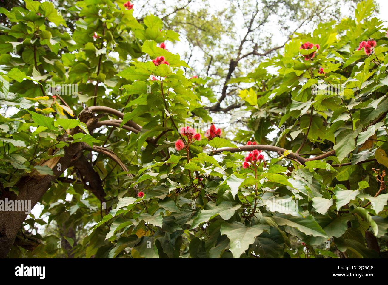 Lipstick Tree at west bengal, india Stock Photo - Alamy