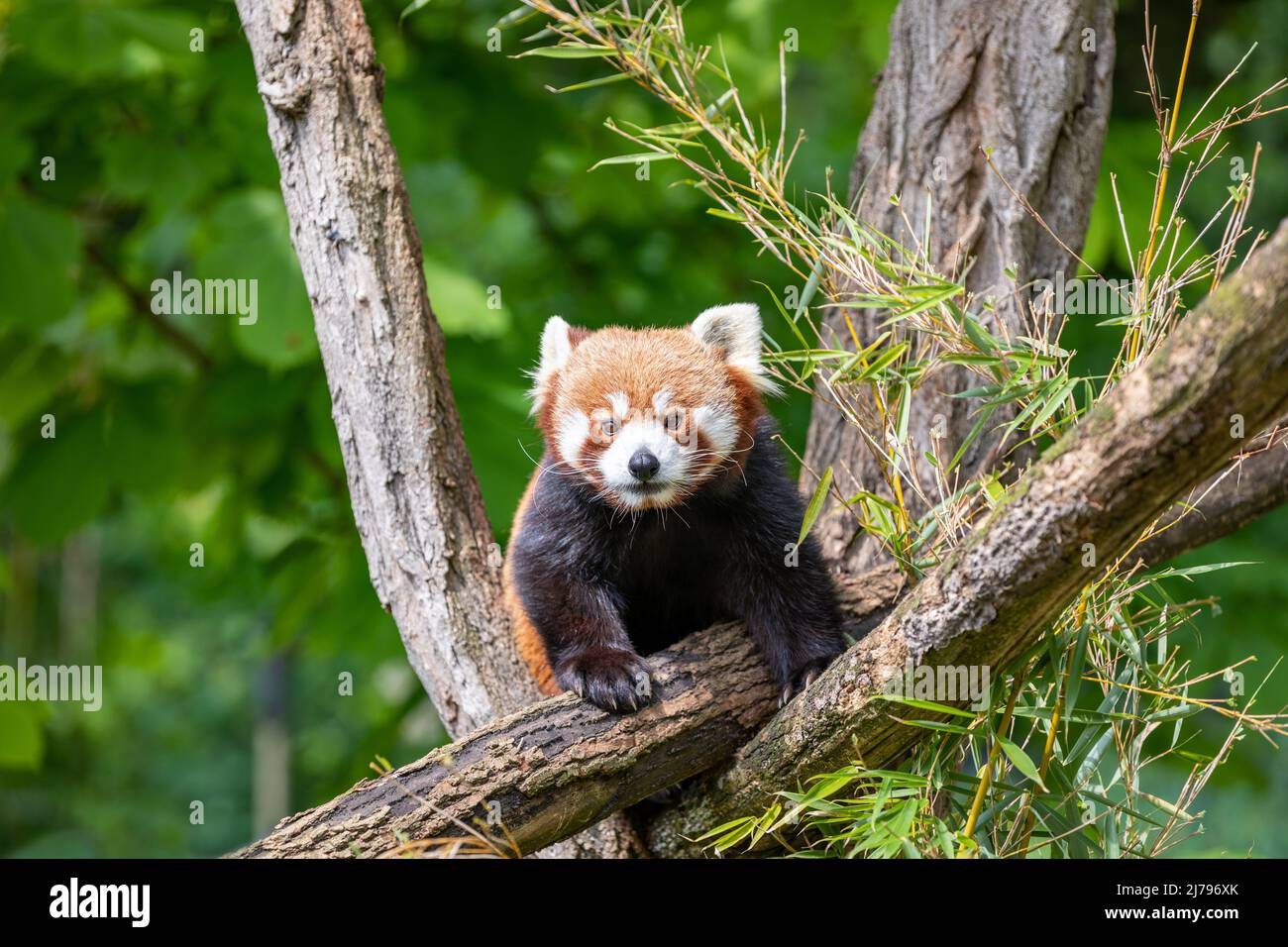 Red panda or lesser panda alone in the trees, eating bamboo leaves, on ...