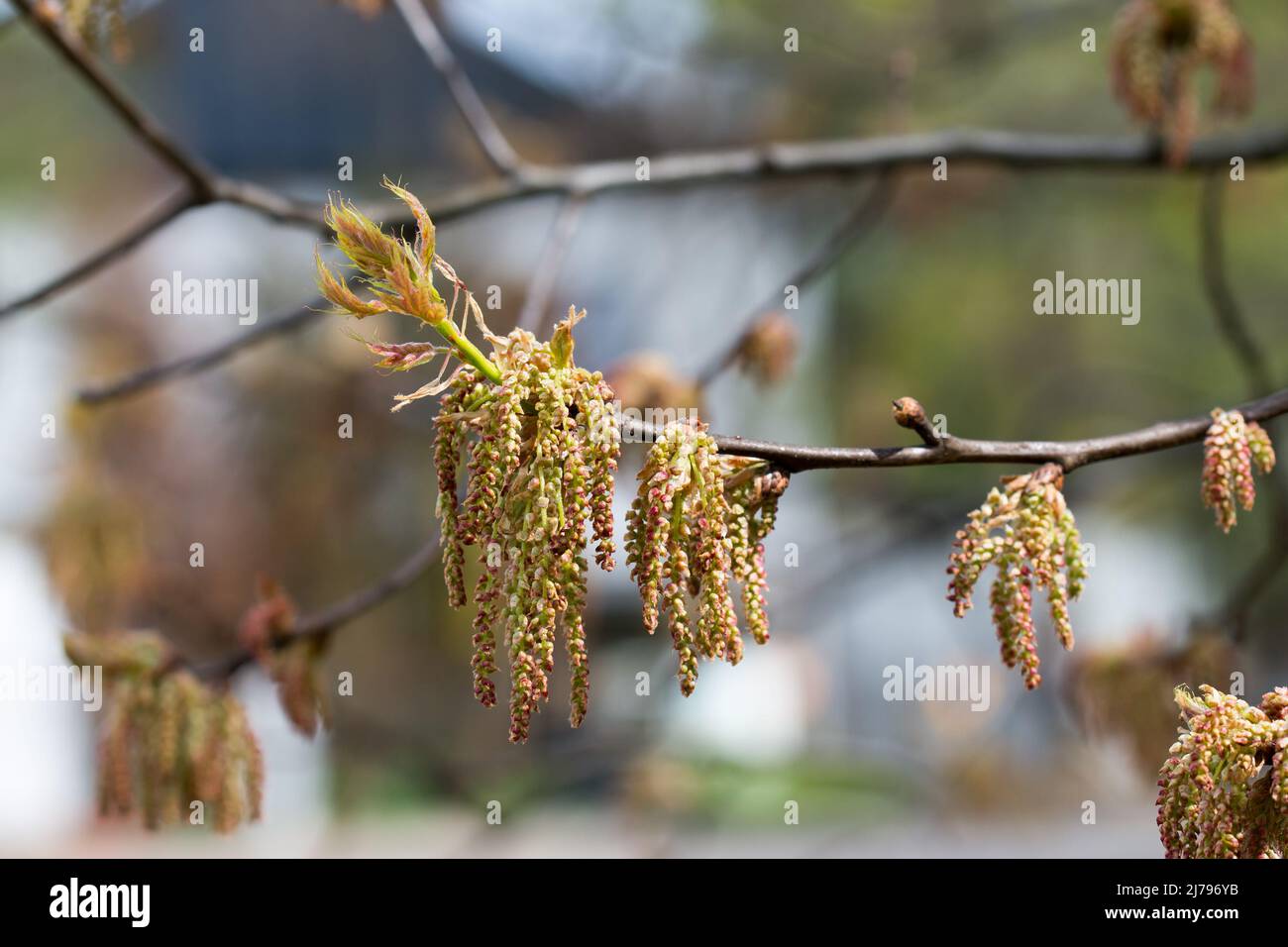 Quercus rubra red oak tree hi-res stock photography and images - Alamy