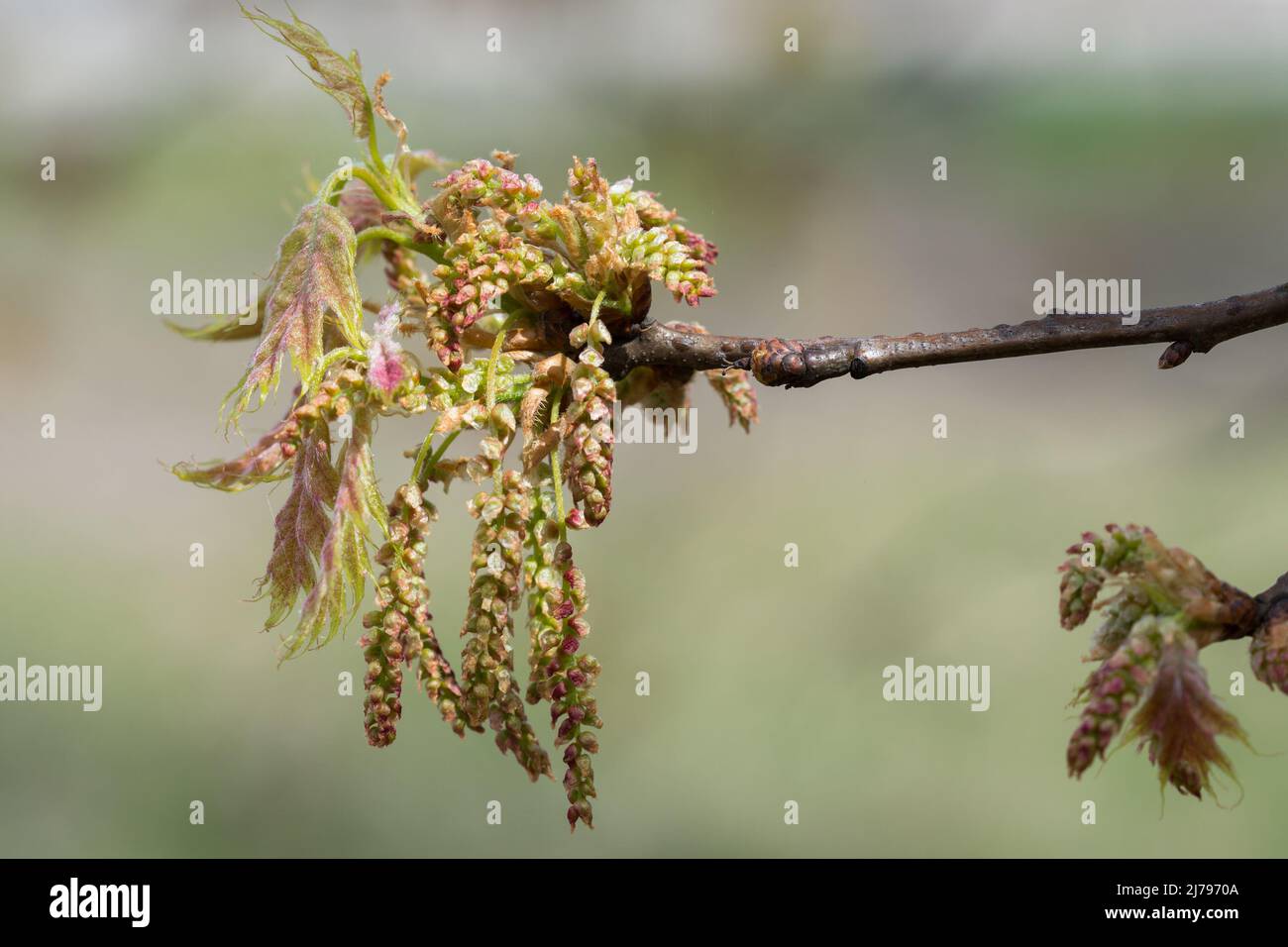 Quercus Rubra Flower