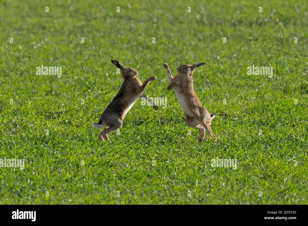 Mating season spring hi-res stock photography and images - Alamy