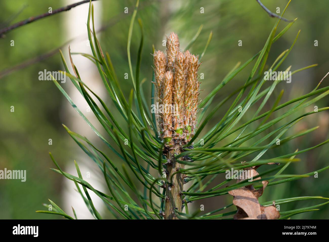 New pine sprout hi-res stock photography and images - Alamy