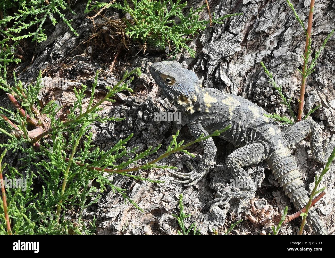 Echse auf Baum Stock Photo - Alamy