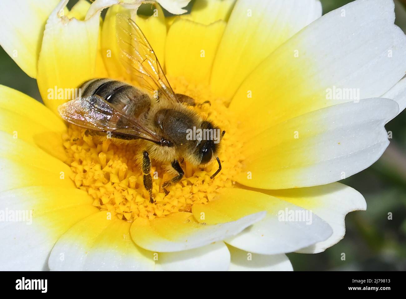 Insekten biene hi-res stock photography and images - Alamy