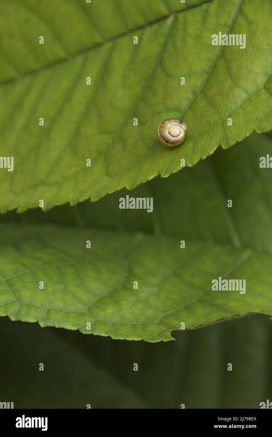 Baby snail hi-res stock photography and images - Alamy