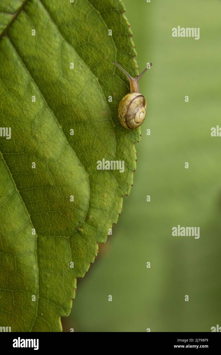 Baby Snail High Resolution Stock Photography and Images - Alamy