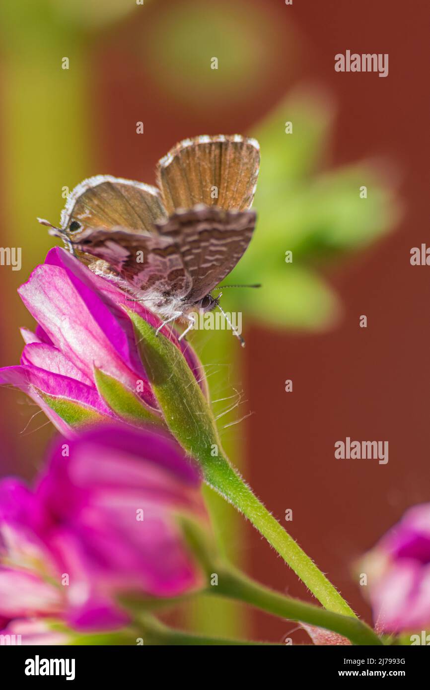Geranium bronze or brun des pélargoniums butterfly, (Cacyreus marshalli ...
