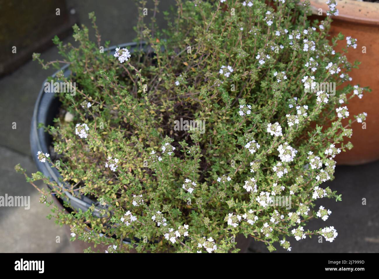 Planting herbs may hi-res stock photography and images - Alamy