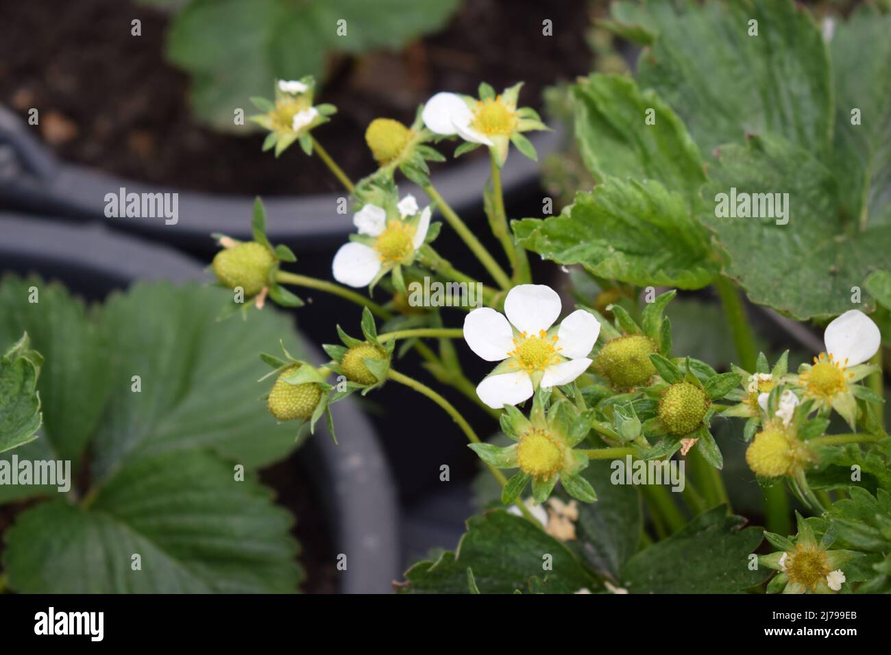 blooming strawberry plants Stock Photo - Alamy