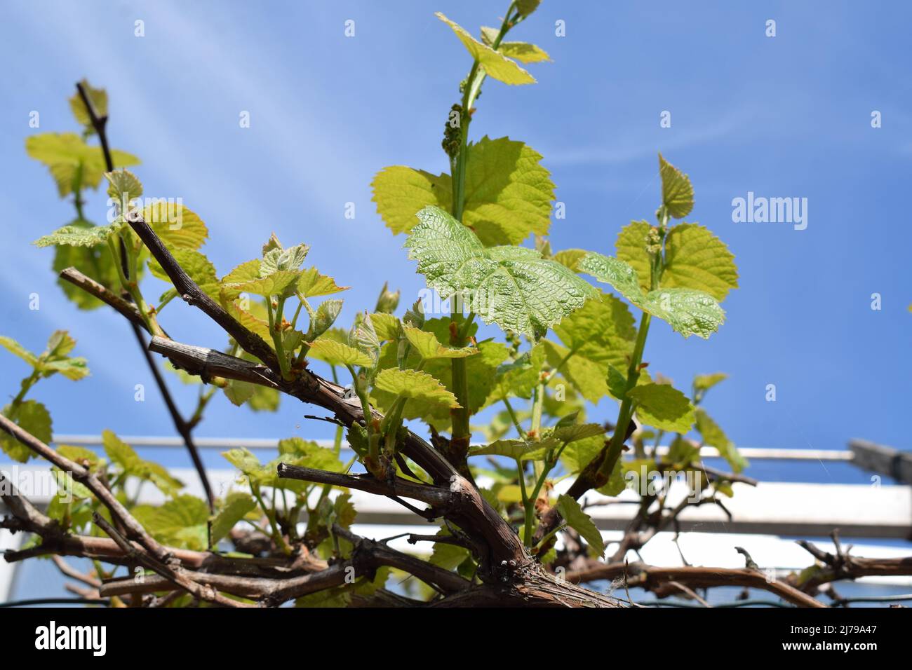 vine in a spring garden Stock Photo - Alamy