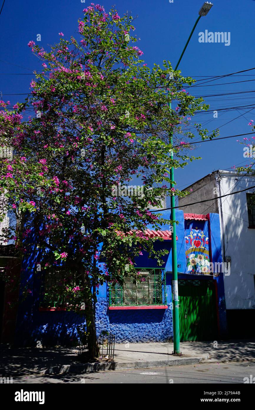 Blue house in the Santa María La Ribera area of Mexico City, Mexico ...