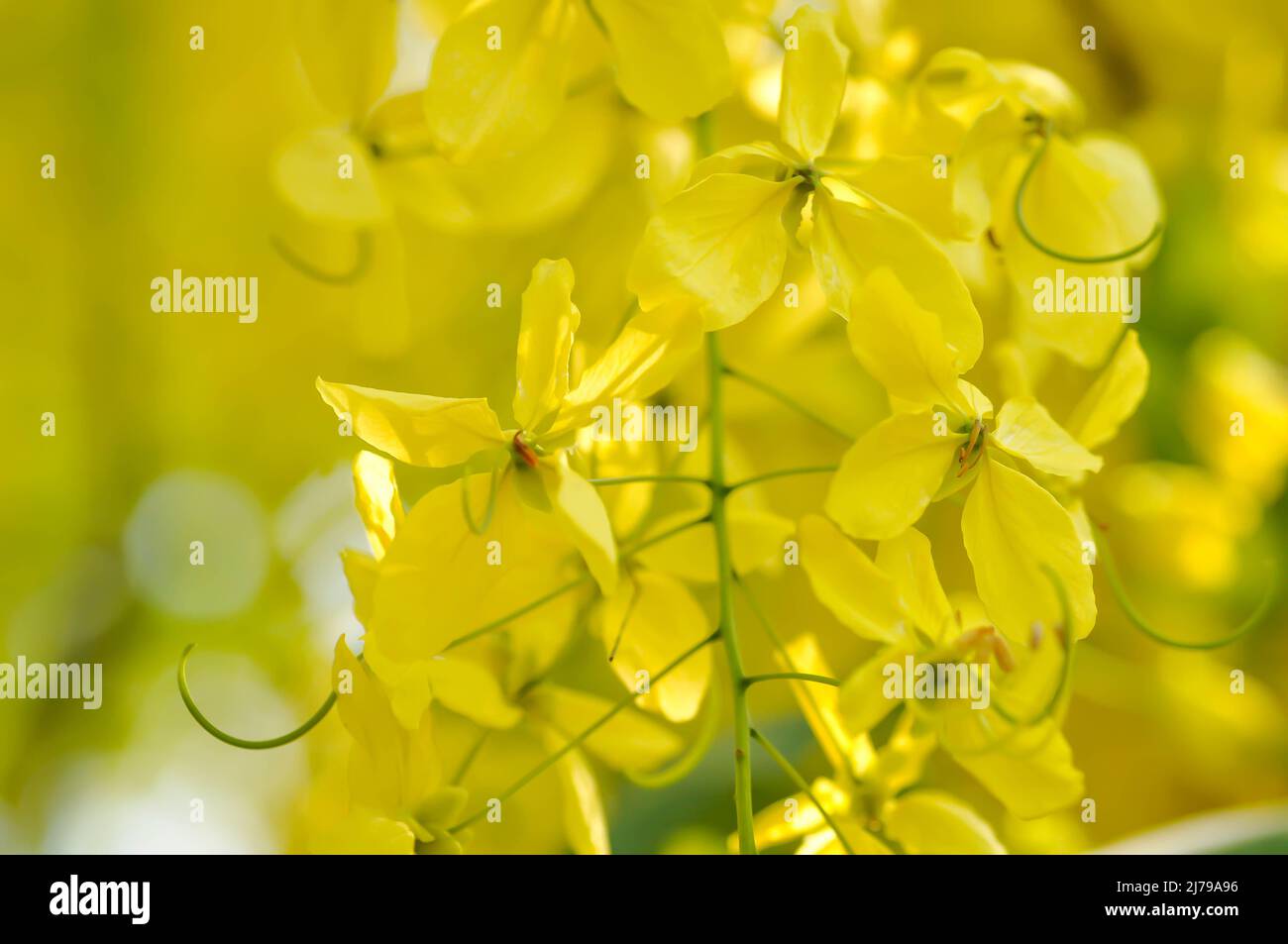 Cassia fistula ,LEGUMINOSAE CAESALPINIOIDEAE or Pudding Pine or Indian Laburnum or Golden Shower ...