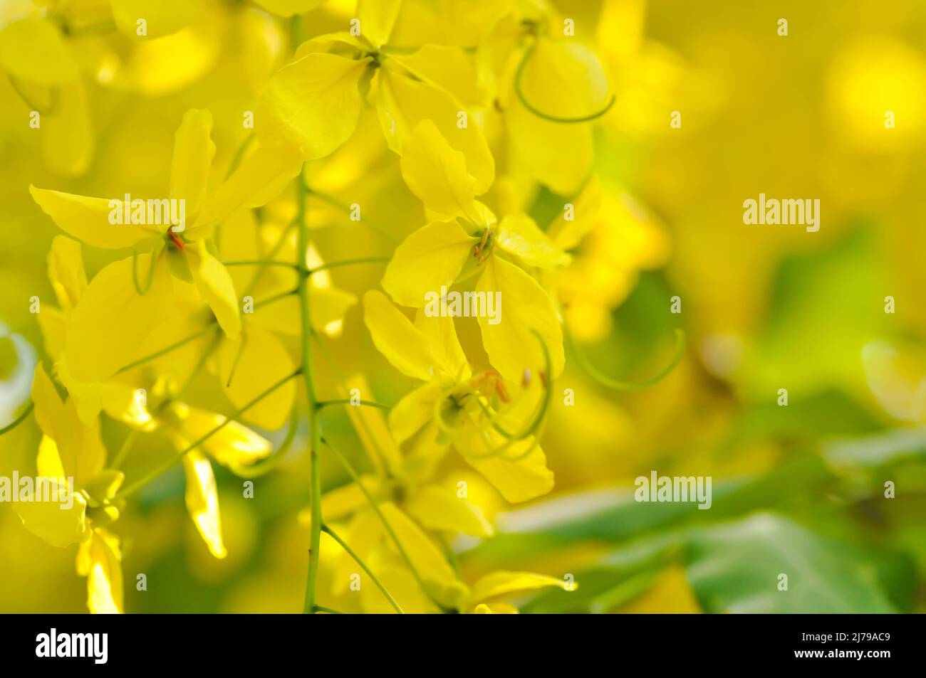 Cassia fistula ,LEGUMINOSAE CAESALPINIOIDEAE or Pudding Pine or Indian Laburnum or Golden Shower ...