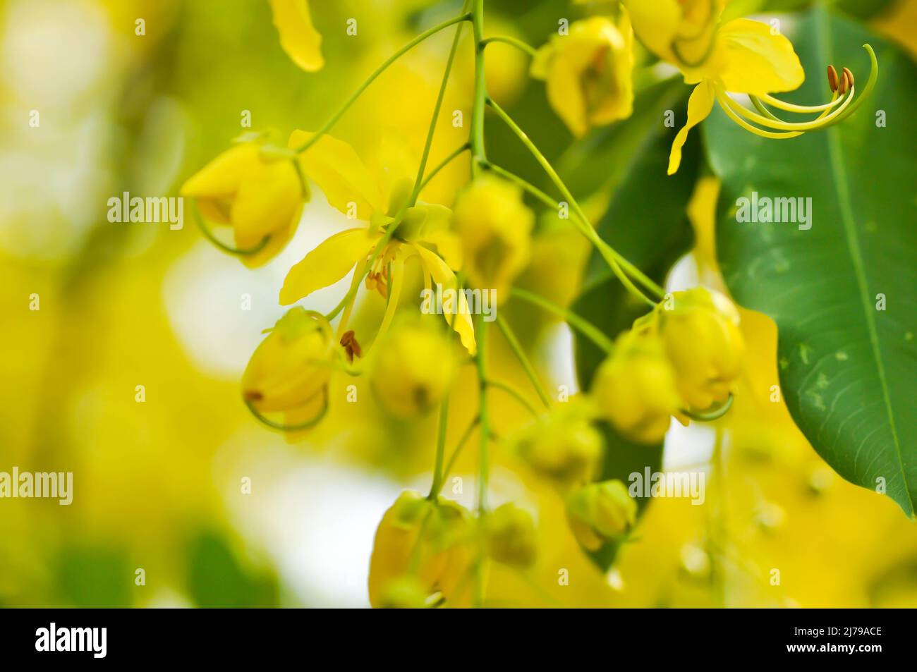 Cassia fistula ,LEGUMINOSAE CAESALPINIOIDEAE or Pudding Pine or Indian Laburnum or Golden Shower ...
