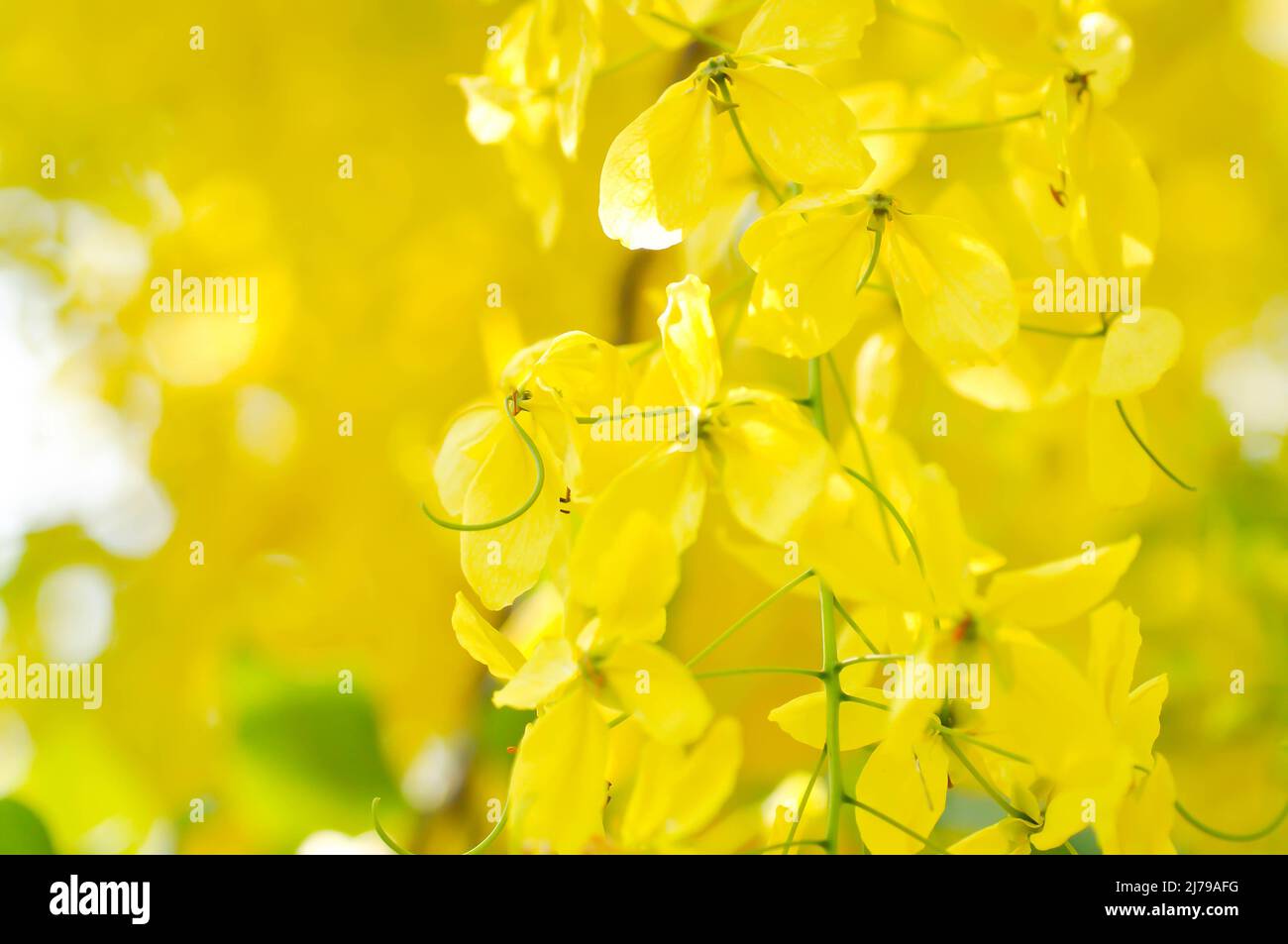 Cassia fistula ,LEGUMINOSAE CAESALPINIOIDEAE or Pudding Pine or Indian ...