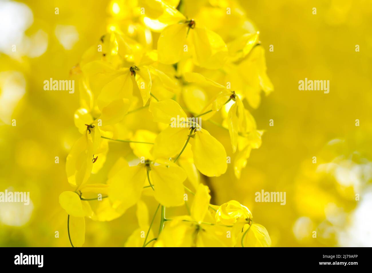 Cassia fistula ,LEGUMINOSAE CAESALPINIOIDEAE or Pudding Pine or Indian Laburnum or Golden Shower ...