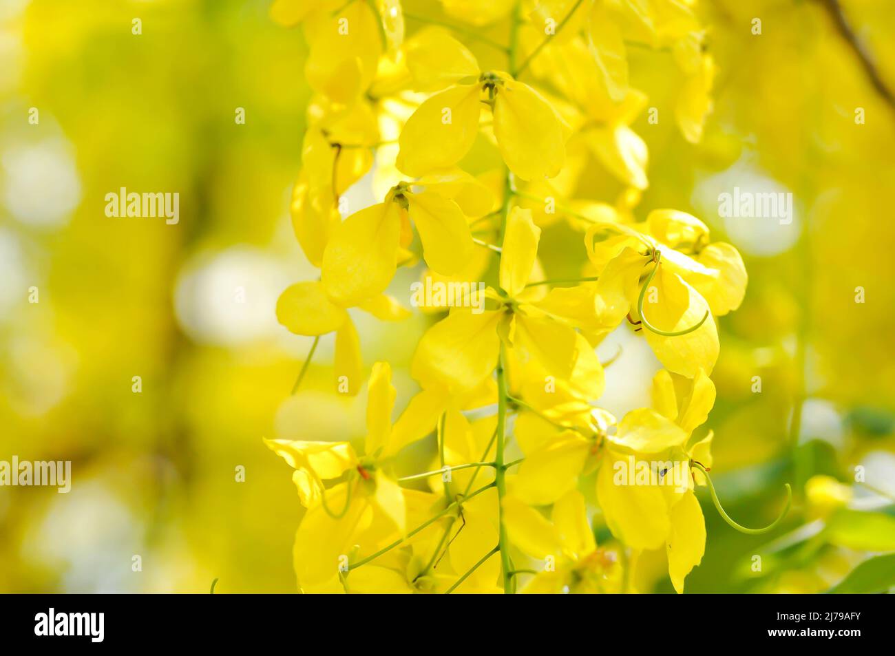 Cassia fistula ,LEGUMINOSAE CAESALPINIOIDEAE or Pudding Pine or Indian ...