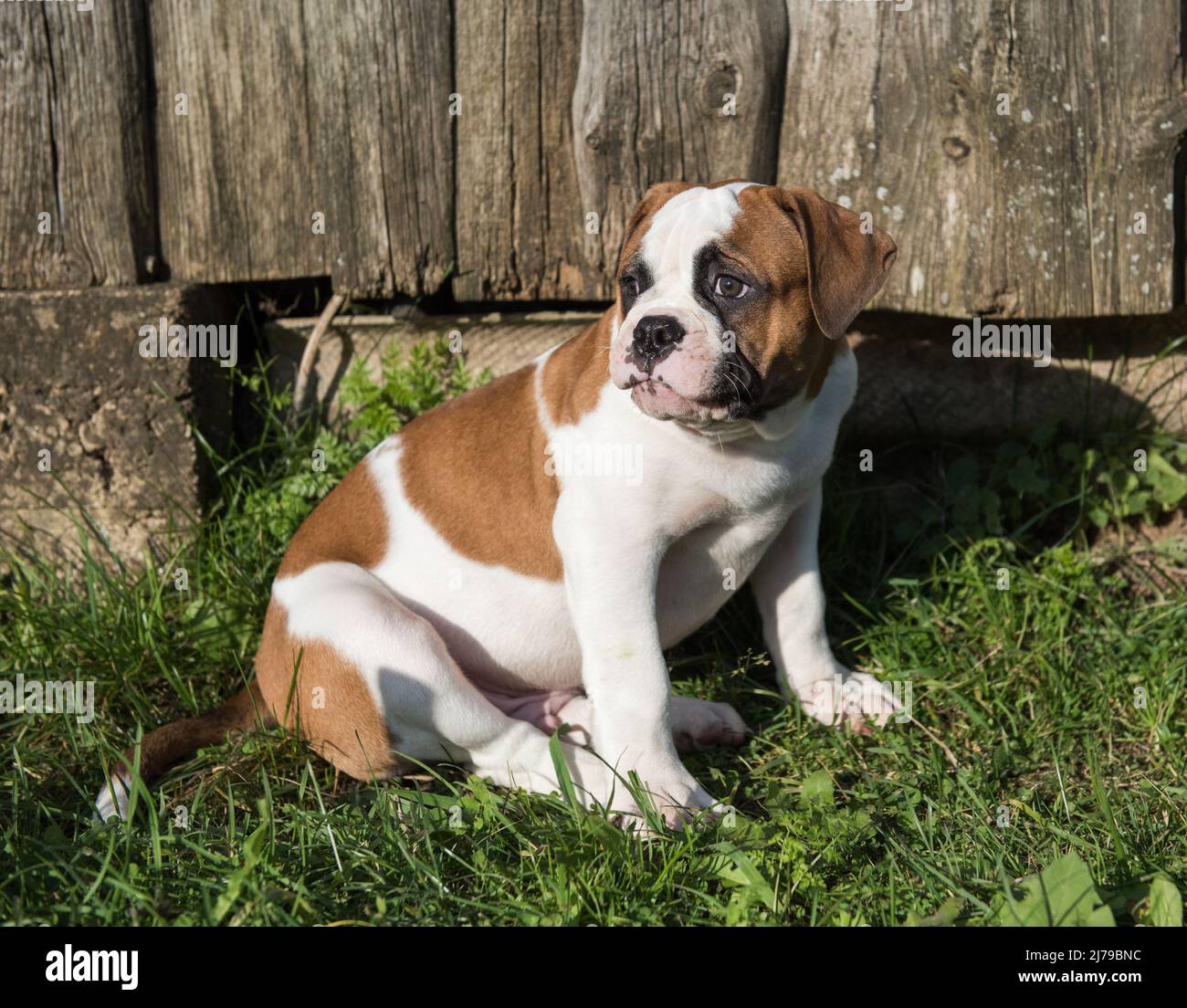 Red American Bulldog puppy dog is walking on nature Stock Photo - Alamy