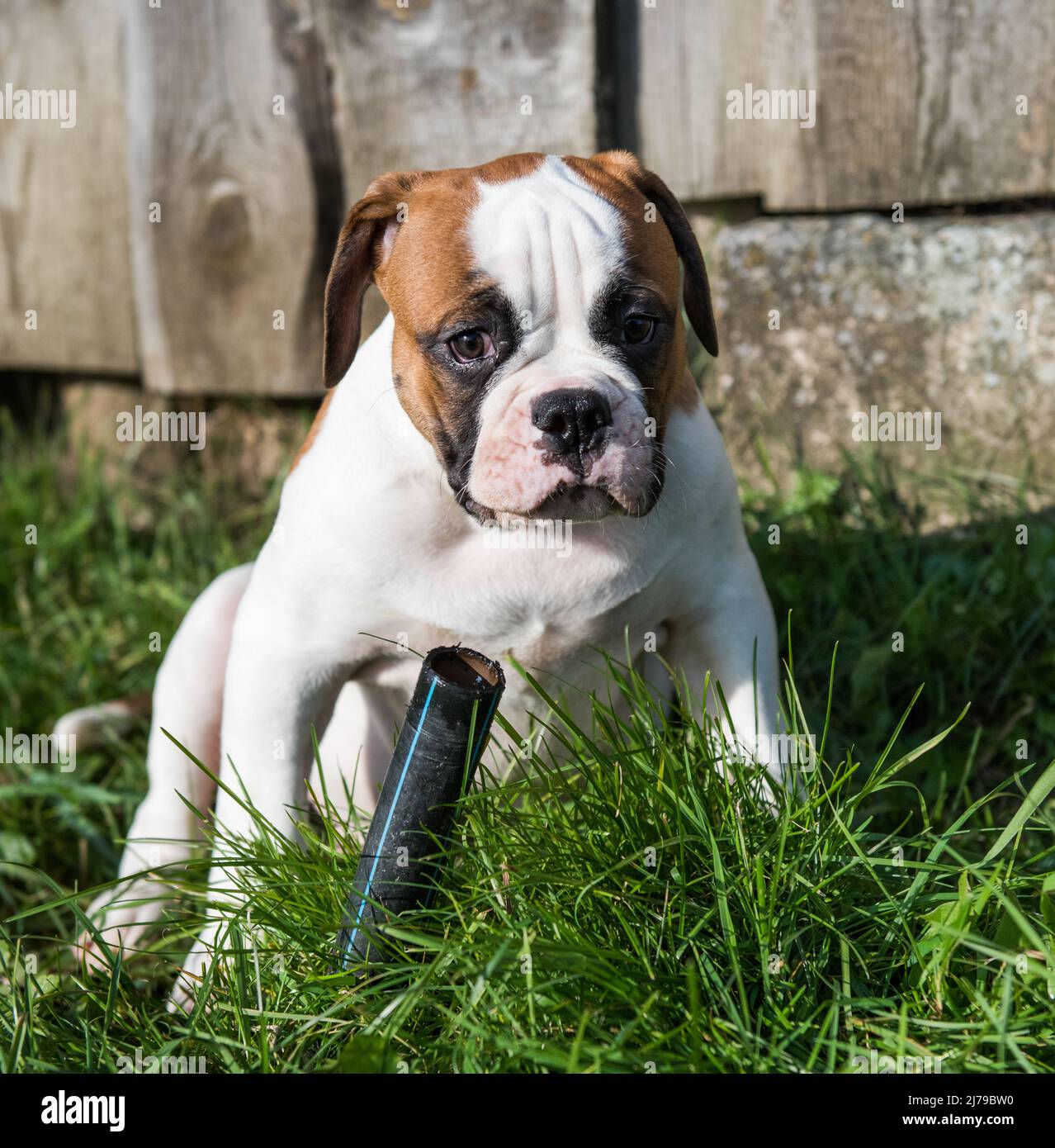 American veterinarian hi-res stock photography and images - Alamy