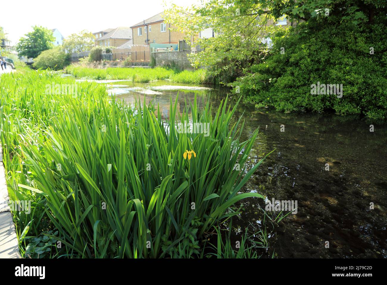 Clumps of yellow flag iris flower in the River Dour at Charlton, Dover ...