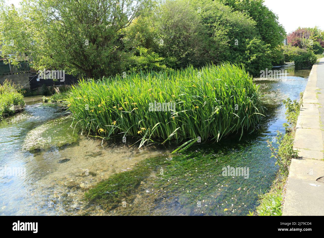 Clumps of yellow flag iris flower in the River Dour at Chartlon, Dover ...