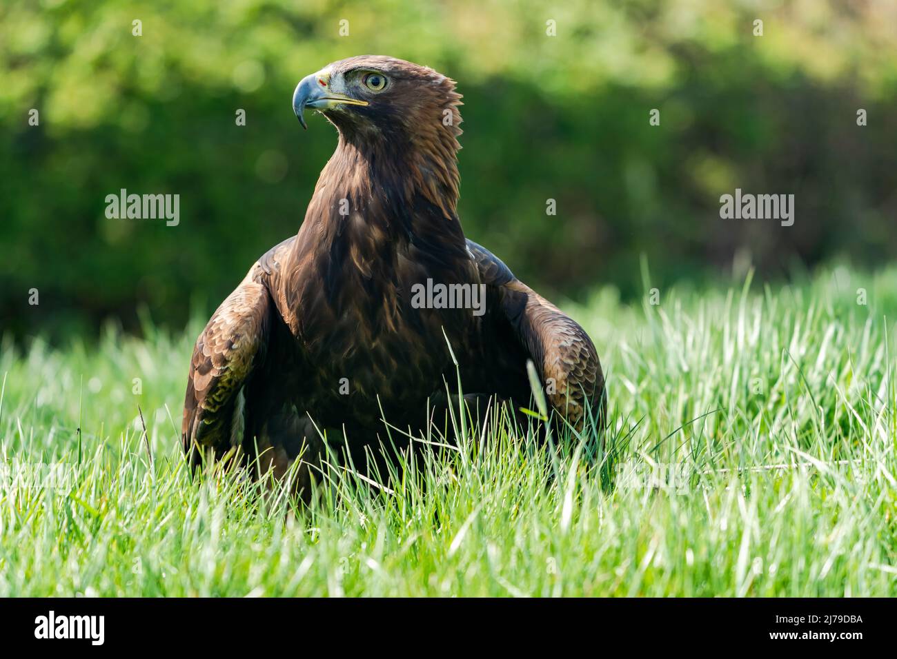 Golden Eagle (Aquila chrysaetos) - bird of prey from Family ...