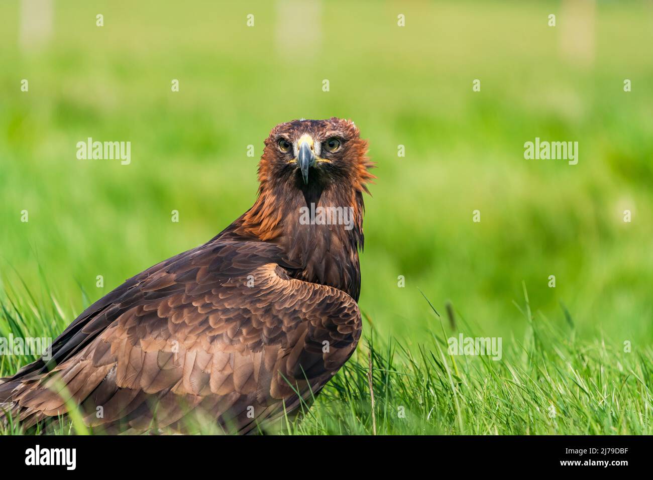 Golden Eagle (Aquila chrysaetos) - bird of prey from Family ...