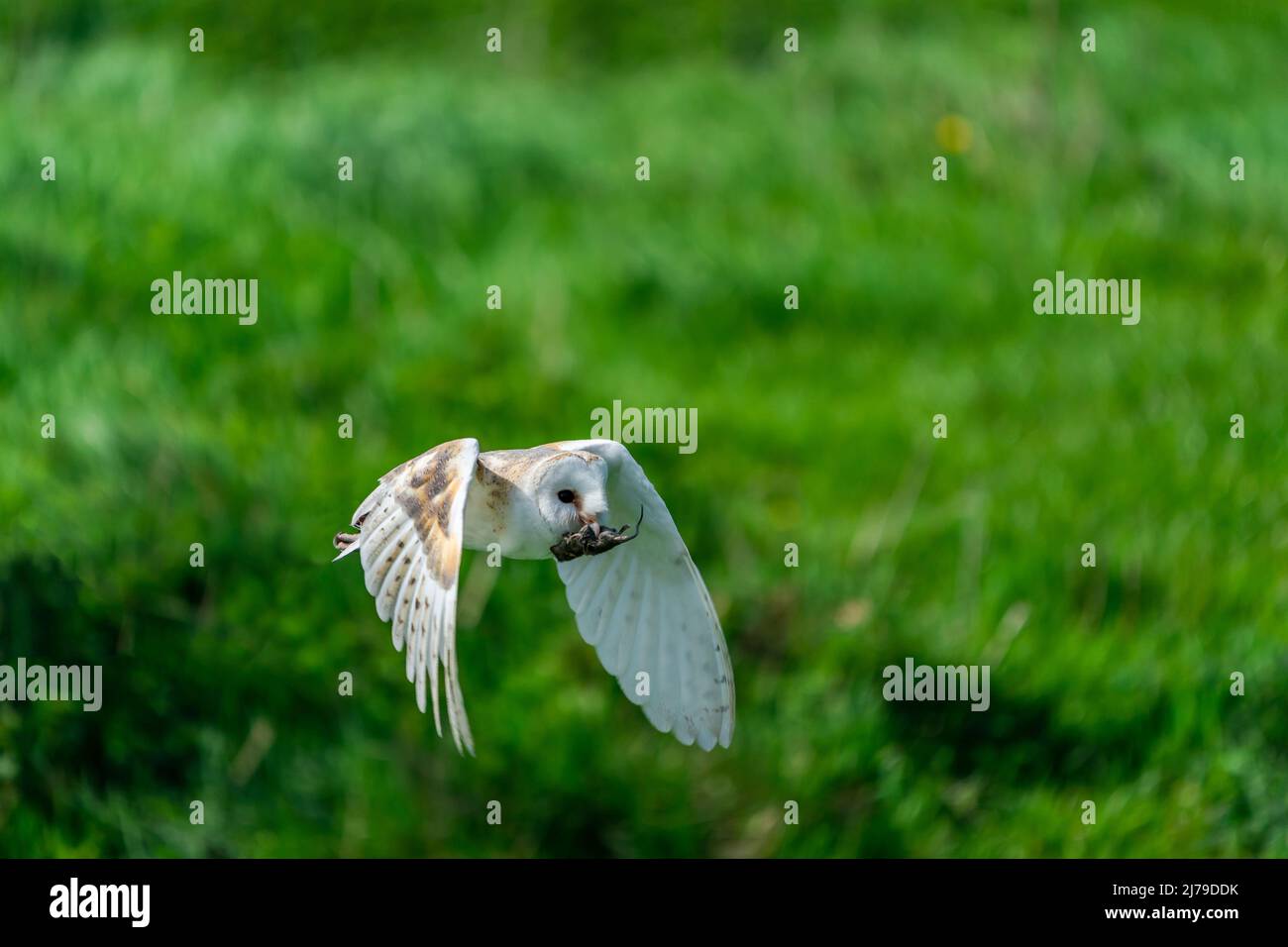 Barn owl flying with mouse in the beak hi-res stock photography and ...