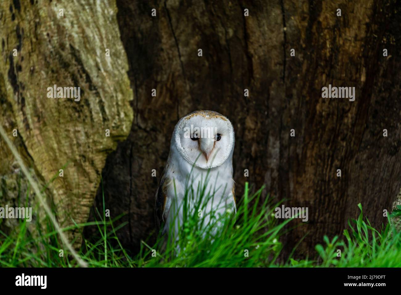 Barn owl (Tyto alba). Selective focus Stock Photo - Alamy
