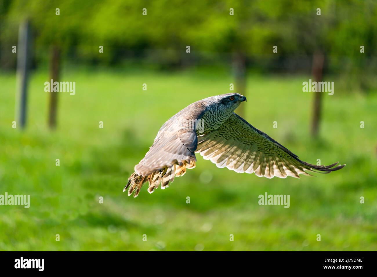The northern goshawk (Accipiter gentilis) in flight - a species of ...