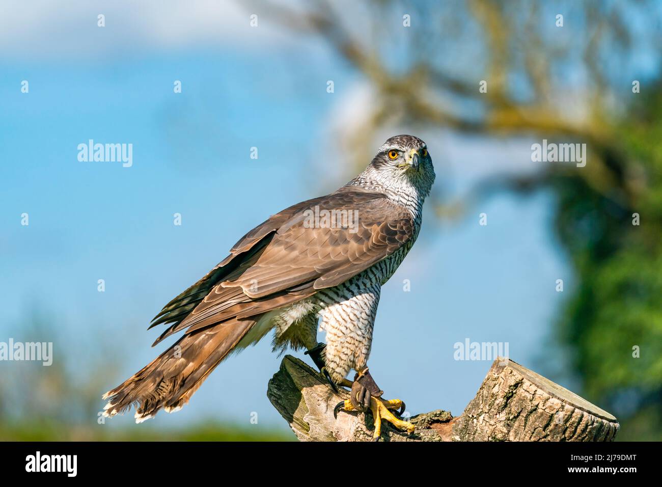 The northern goshawk (Accipiter gentilis) - a species of medium-large ...