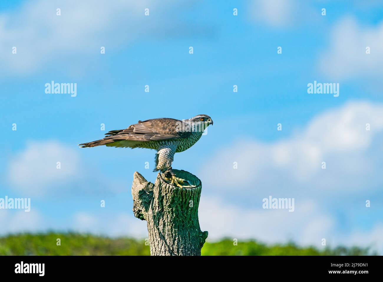 The northern goshawk (Accipiter gentilis) - a species of medium-large ...
