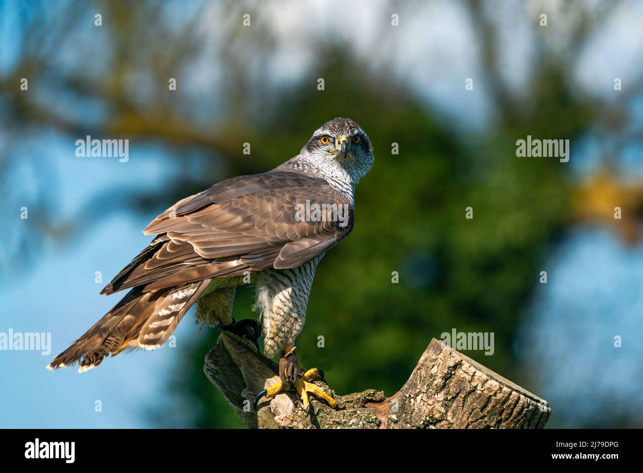 The northern goshawk (Accipiter gentilis) - a species of medium-large ...