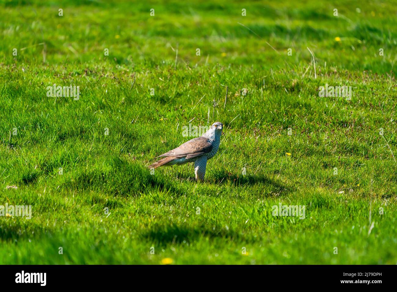 The northern goshawk (Accipiter gentilis) - a species of medium-large ...