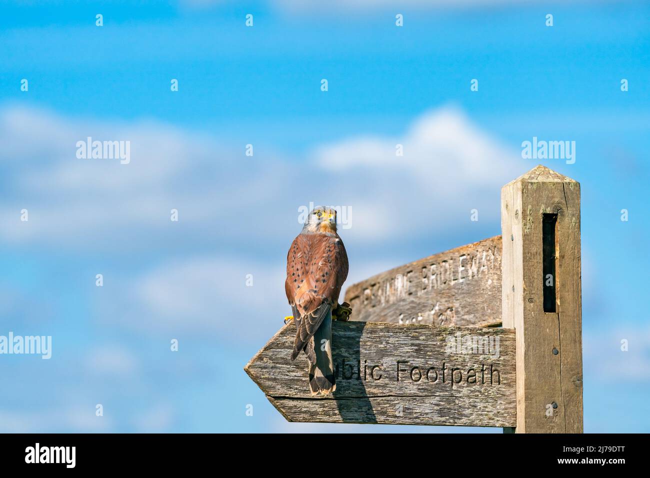 Common kestrel (Falco tinnunculus) - bird of prey species belonging to ...
